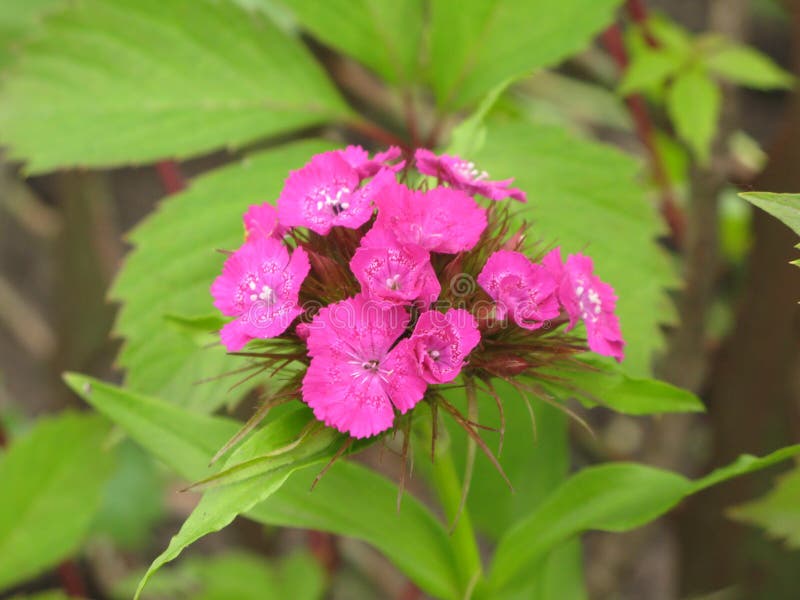 Dark pink carnations stock photo. Image of garden, shot - 77799534