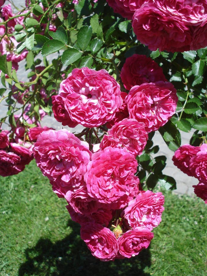 Dark pink cascading roses stock photo. Image of blooming - 31396080