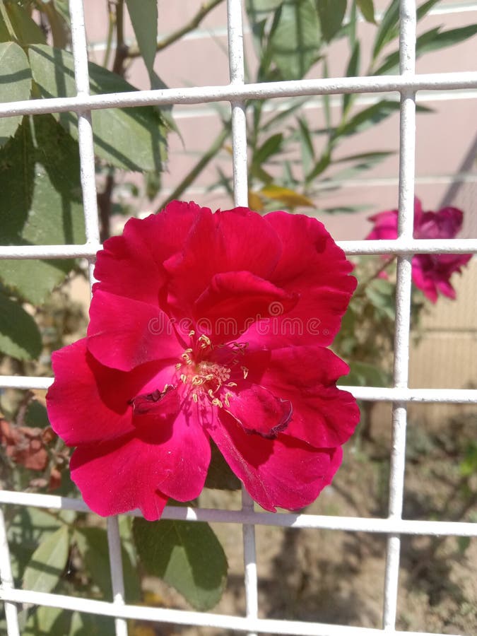 Dark Pink Colored Rose Flower and Leaves and Grid Stock Image - Image ...