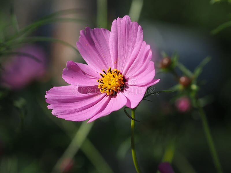 Pink Cosmo Flower stock image. Image of life, details, cool - 3333