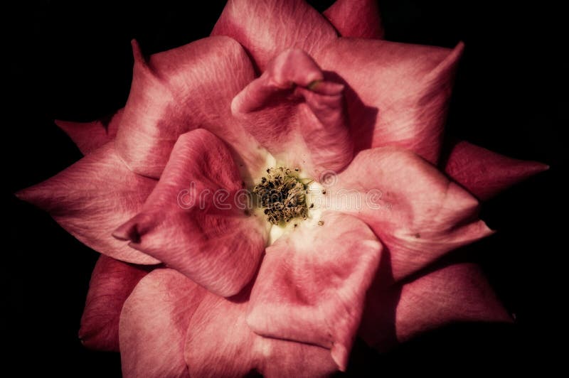 Dark pink flower in bloom stock image. Image of flower - 15479793