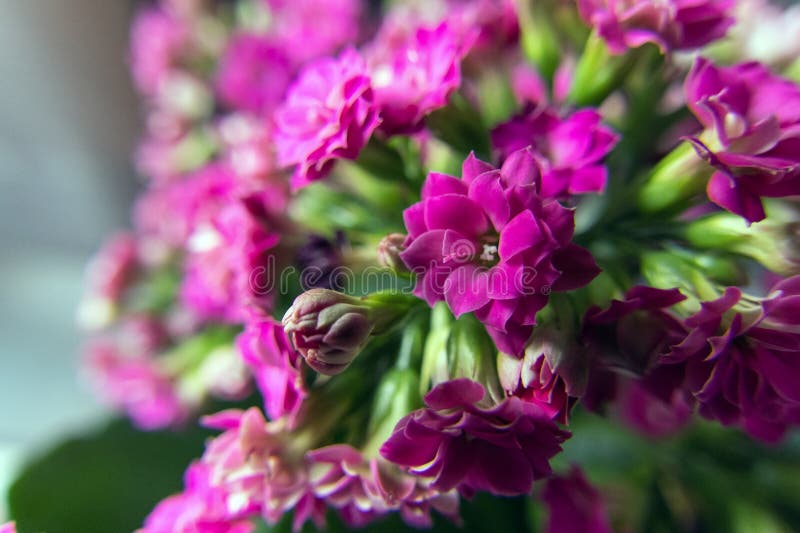 A dark pink flower. stock photo. Image of produce, flower - 362415252