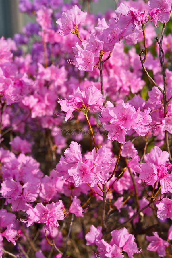 Dark Pink Flowering Tree stock photo. Image of pinky - 25954730