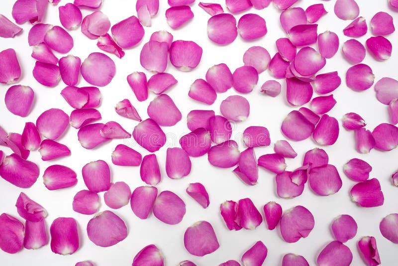 Dark Pink Petal Rose Flower on White Stock Image - Image of floral ...