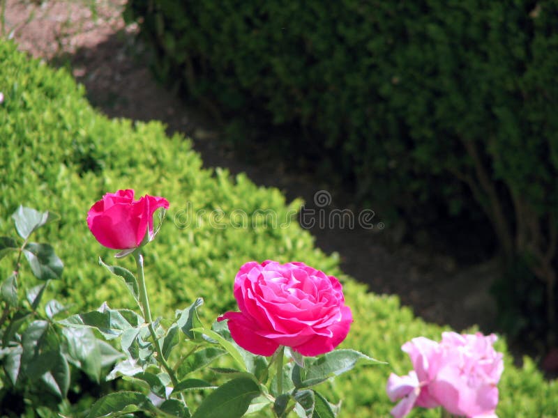 A Dark Pink Rose Bloom on a Bush in a Garden Stock Photo - Image of ...