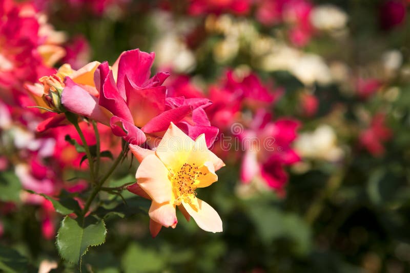 Dark Pink Rose Bush stock photo. Image of roses, garden - 30341916