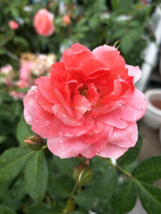 Dark pink rose stock photo. Image of pink, pretty, flower - 112849442