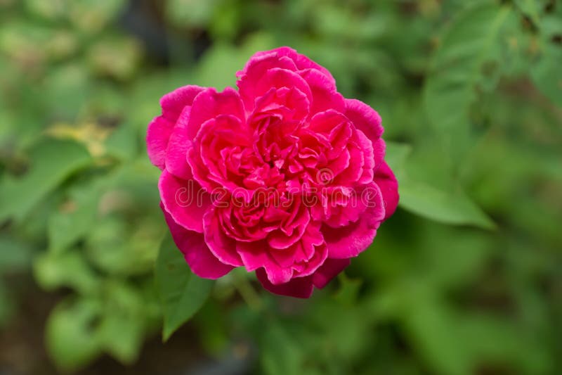 The dark pink rose flower stock image. Image of close - 281115853