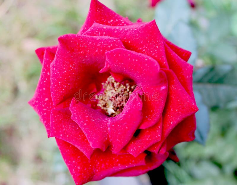 Dark Pink Rose Flower Closeup Stock Photo - Image of valentine, summer ...