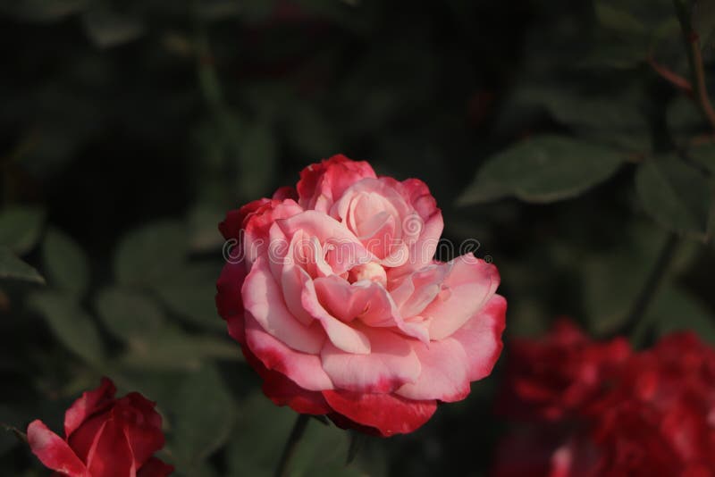Dark pink rose in a garden stock image. Image of anniversary - 266248235