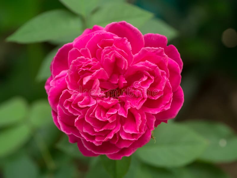 Dark Pink Rose in the Garden Stock Photo - Image of garden, flower ...