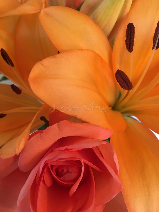 Flower screen saver stock photo. Image of seasons, dark - 102806588