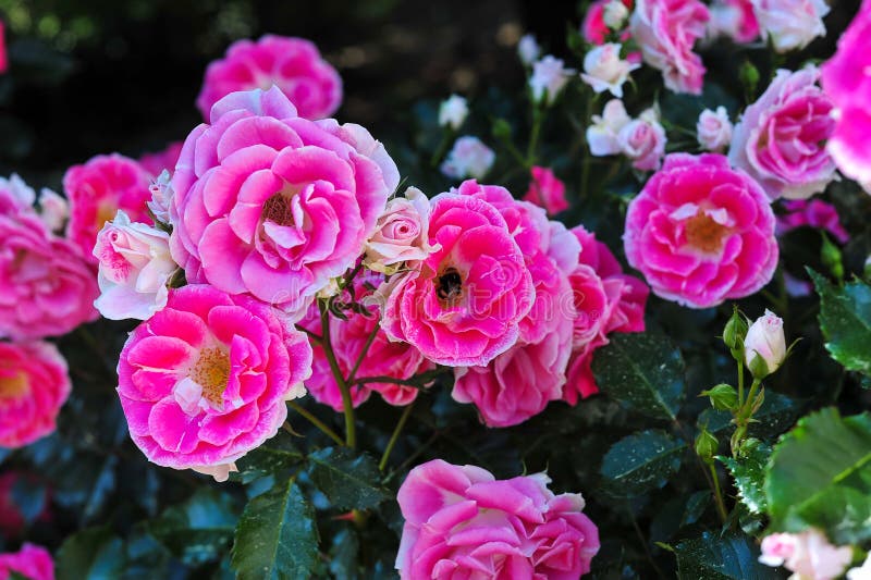 Dark Pink Roses Bloom in a Botanical Garden Stock Photo - Image of ...