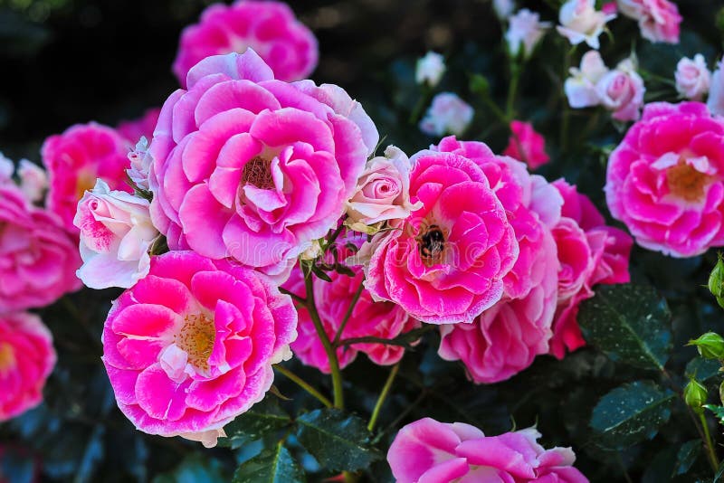 Dark Pink Roses Bloom in a Botanical Garden Stock Image - Image of ...