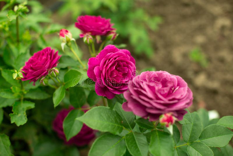 Dark Pink Roses with Beautiful Open Buds in the Garden. Stock Photo ...