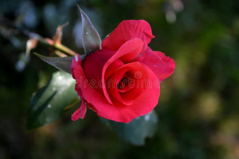 Dark pink roses stock photo. Image of flower, yard, rose - 116532154
