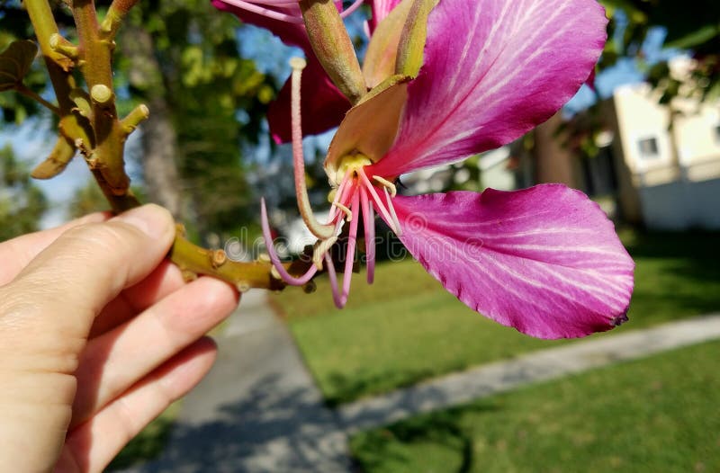 Dark Pink Tree Floral stock photo. Image of pink, pistil - 90518090
