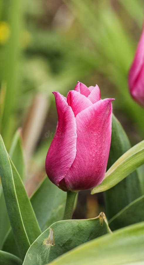 Dark pink tulip stock photo. Image of bright, falling - 196765526