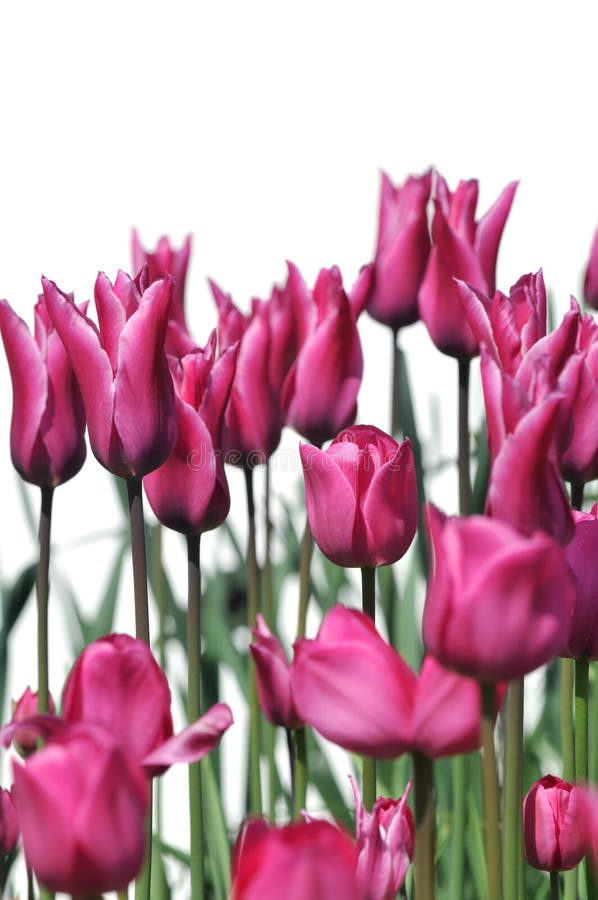 Dark pink tulip flowers stock photo. Image of blooms, space - 5048406