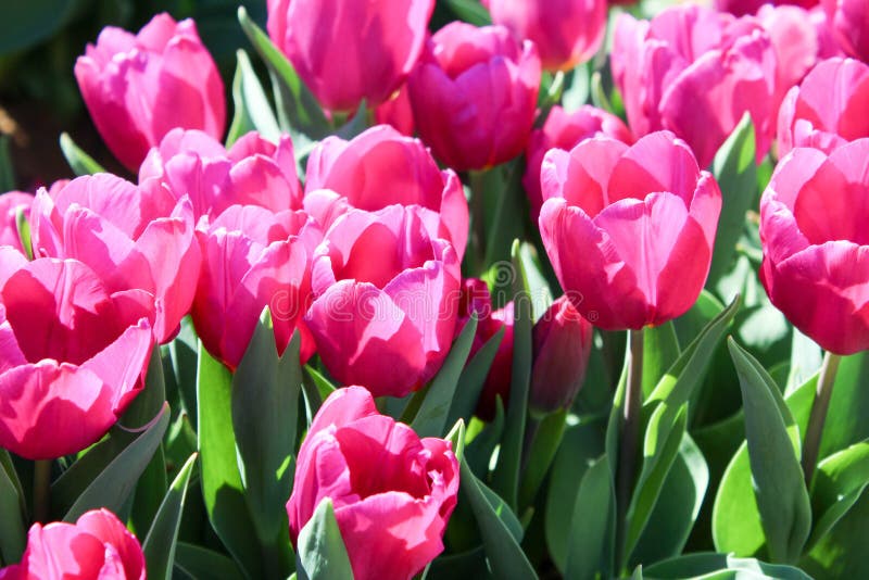 Dark Pink Tulips stock image. Image of sunshine, dark - 67761481