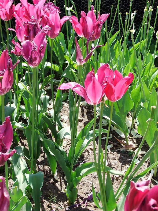 Dark Pink Tulips in a Wildflower Meadow Stock Image - Image of ...