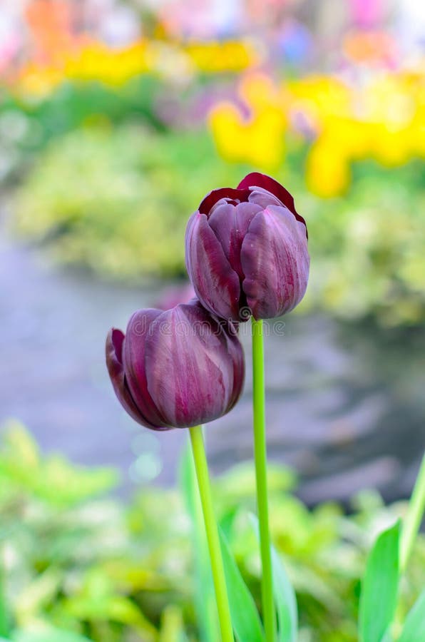 Dark pink tulips stock photo. Image of keukenhof, bloom - 30334344