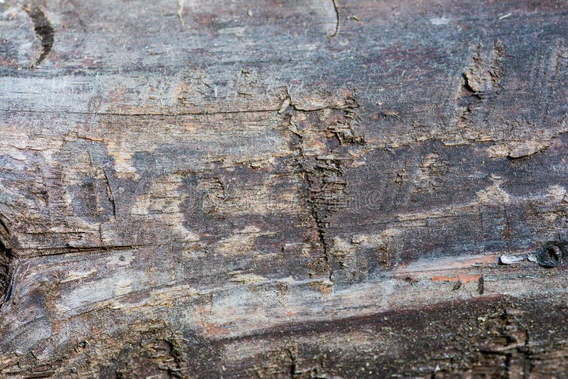 Dark Planks Wood, Differents Patterns and Cracks. Stock Image - Image ...