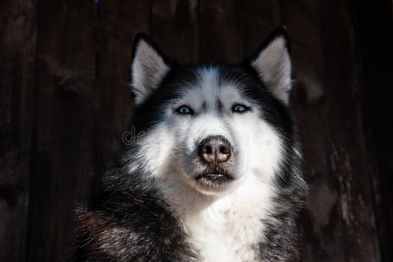 Dark portrait of husky dog stock photo. Image of serious - 208074950