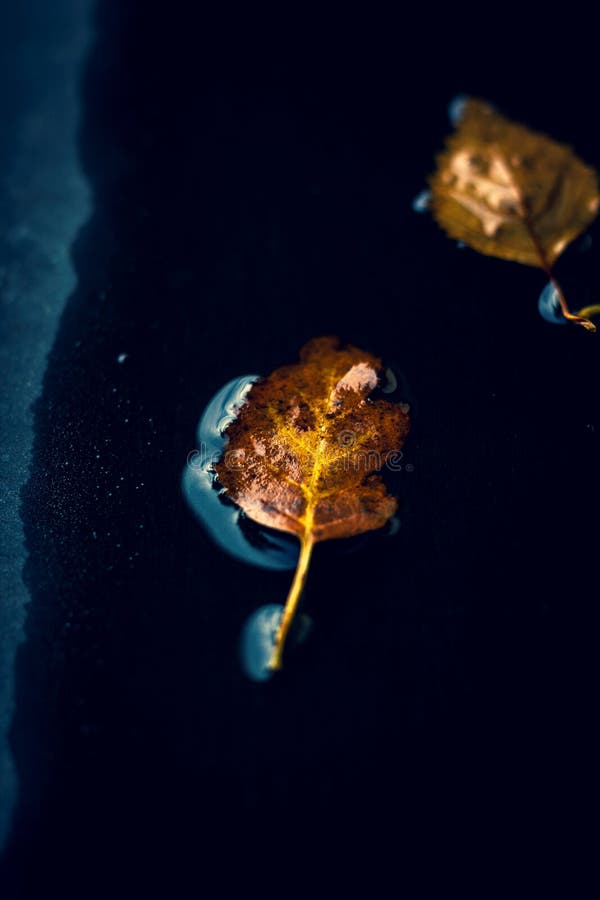 A Dark Portrait of a Yellow and Brown Colored Fallen Leaf, Fallen Down ...