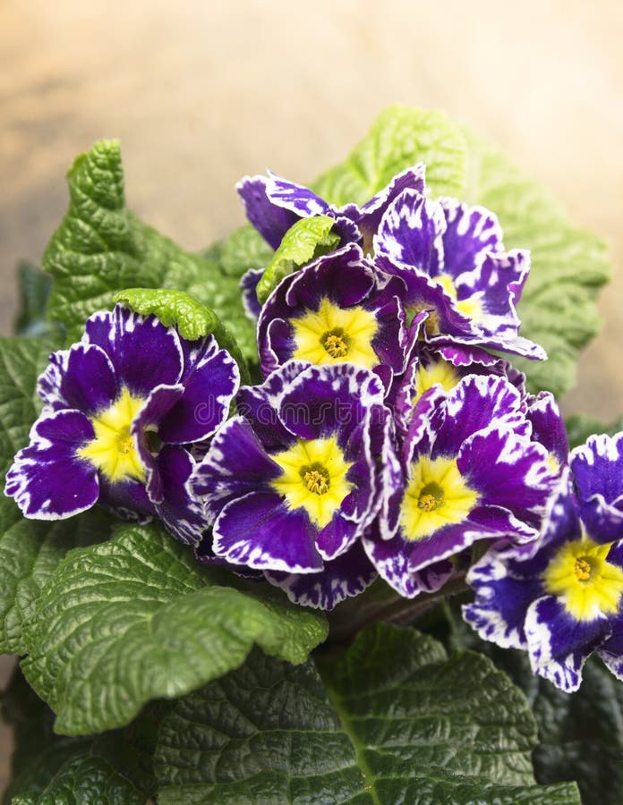 Dark Primrose in Sunlight on Window Stock Photo - Image of color ...