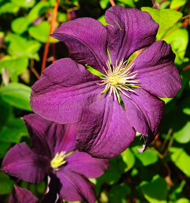 Dark Purple Clematis Etoile Violette 2 Stock Image - Image of leaves ...