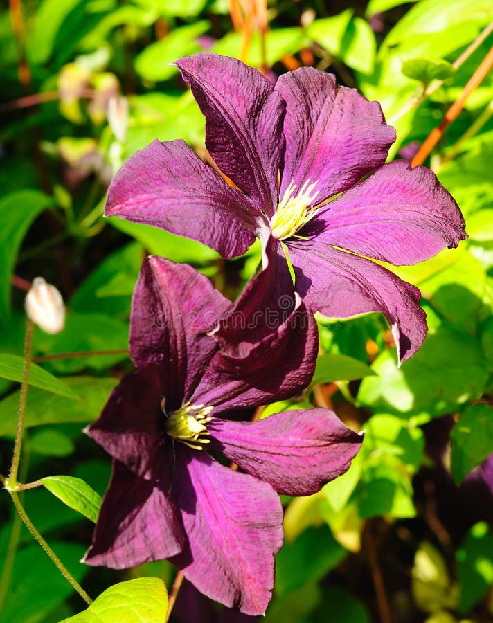 394 Dark Purple Clematis Flowers Stock Photos - Free & Royalty-Free ...
