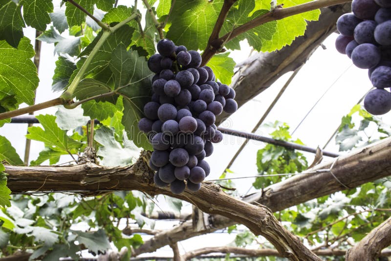 Dark Purple Color Grape Vineyards in the Summer. Stock Photo - Image of ...