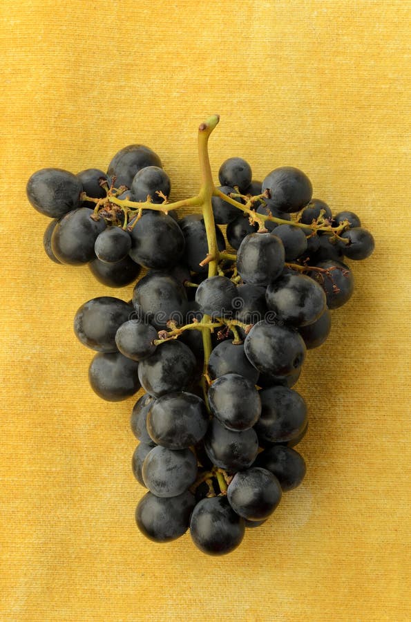 Dark purple grapes stock photo. Image of plant, dark - 44668726