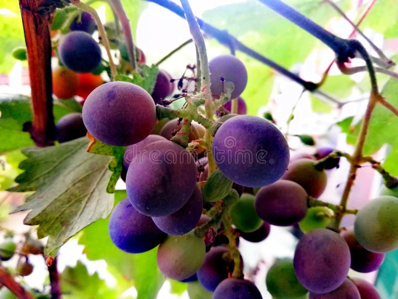 Dark purple Grapes stock photo. Image of dark, purple - 137195174
