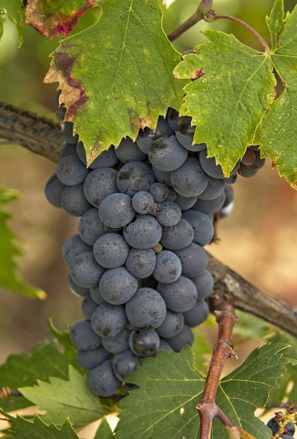 Dark Purple Grapes on Vine stock image. Image of fall - 161979081