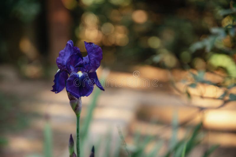 Dark Purple Iris Bloom with Negative Space Stock Image - Image of copy ...