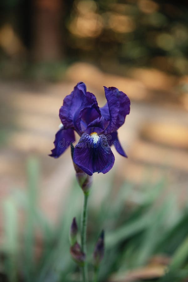 Dark Purple Iris Bloom with Negative Space Stock Photo - Image of ...