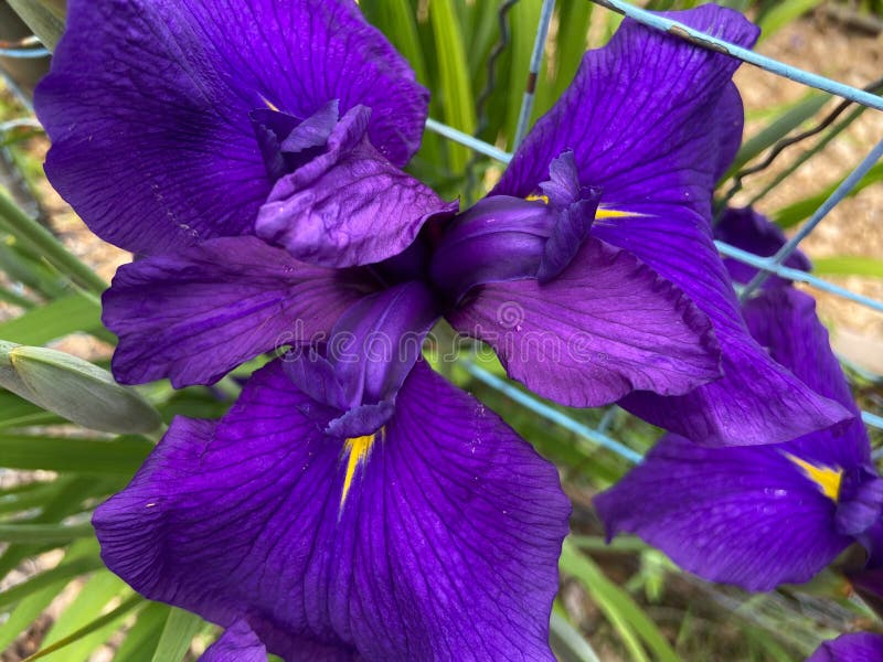 Dark Purple Iris Flower in Spring in June Stock Image - Image of dark ...