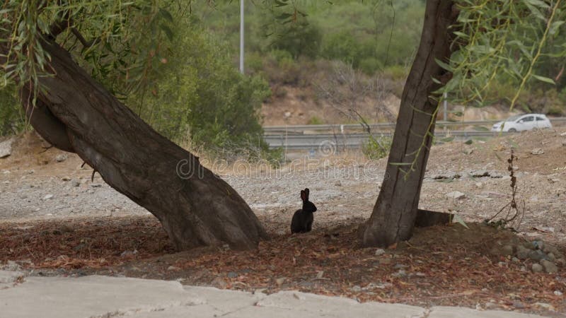 A Dark Rabbit Hides between Trees on the Roadside, Symbolizing the ...