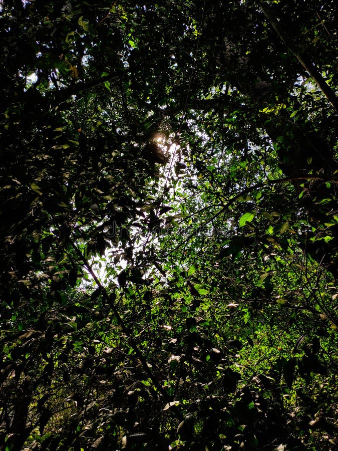 Deep dark forest in india. stock photo. Image of peaceful - 168070922