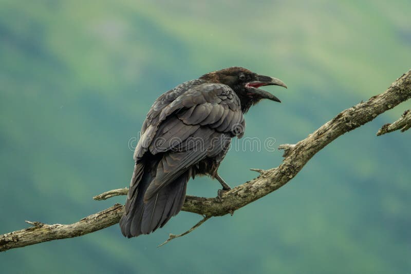 Raven on Branch stock photo. Image of perched, profile - 31349098