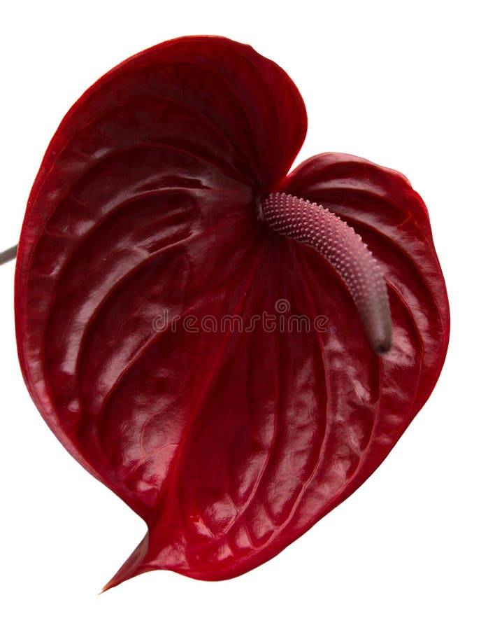 Dark red anthurium stock image. Image of beauty, intense - 60355381