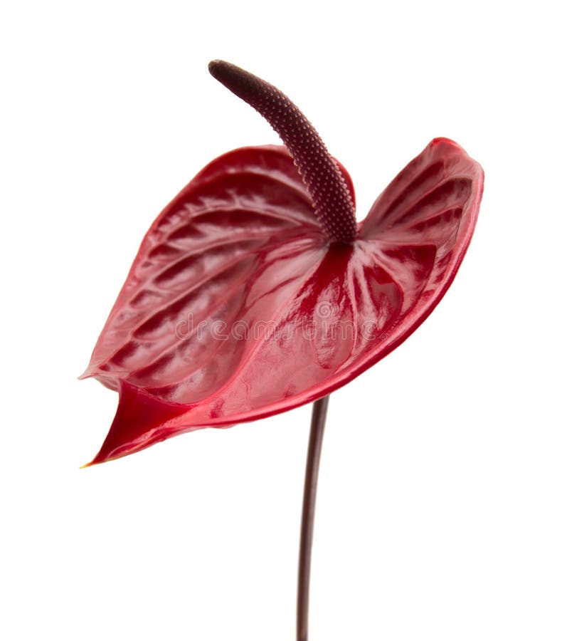 Dark Red Anthurium. Tropical Plant in a Minimalist Style Flower in ...