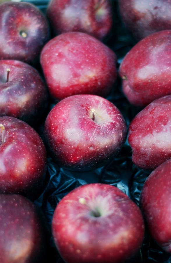 Dark red apples stock photo. Image of chef, bunch, lifestyle - 43739128