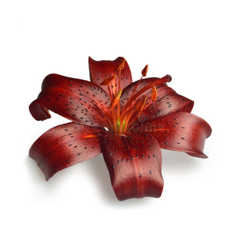 Dark Red Asiatic Lily Isolated on White Stock Image - Image of plant ...
