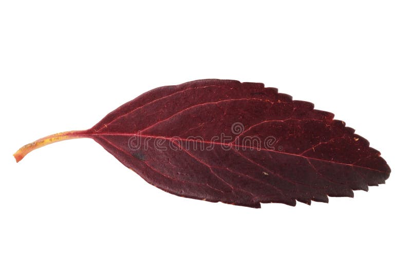 Dark Red Autumn Leaf with Streaks Isolated on a White Background Stock ...