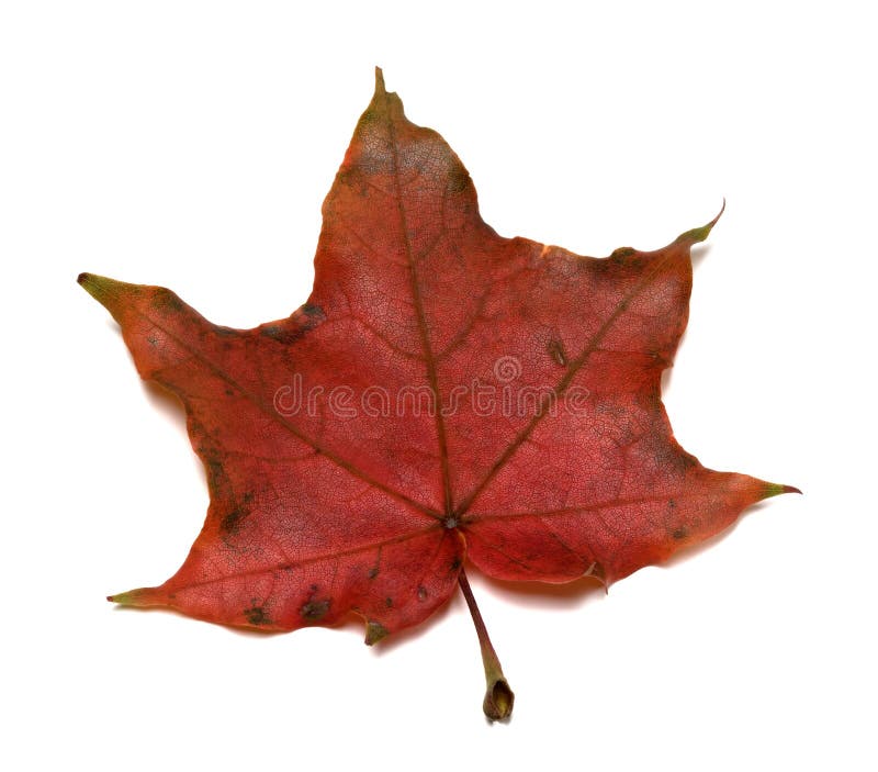 Dark red autumn maple-leaf stock image. Image of fallen - 99313279