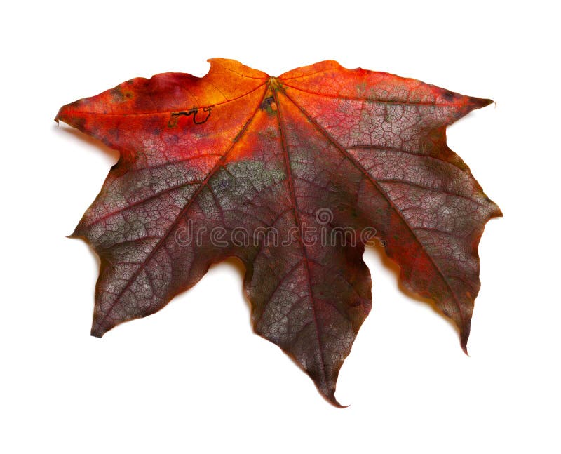 Dark red autumn maple-leaf stock image. Image of fallen - 99313279