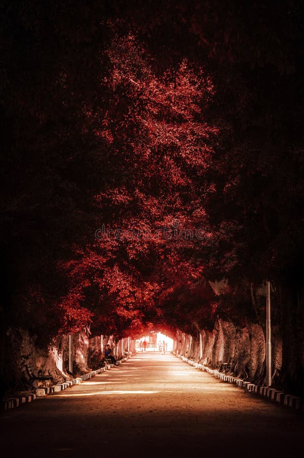 Dark Red Autumn Tree Path stock image. Image of landscape - 36241889